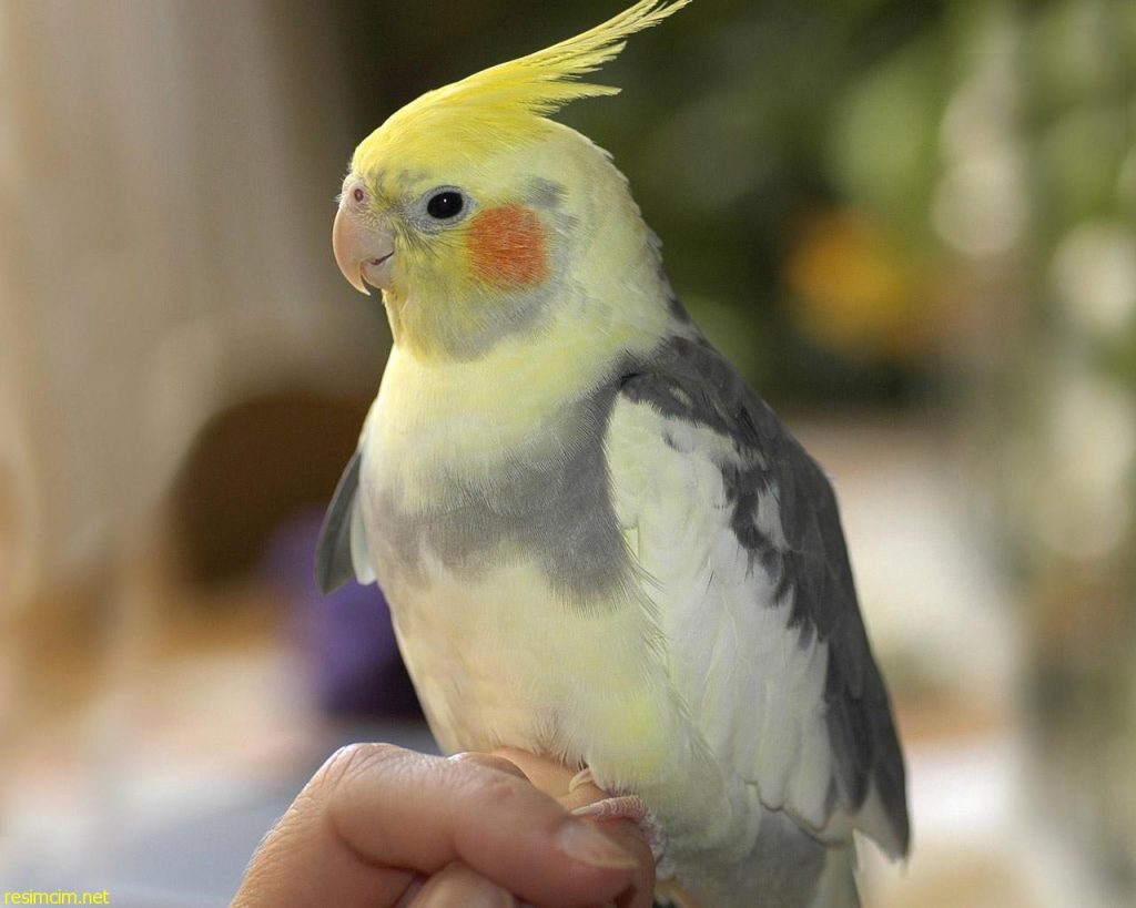 Piolho em aves Piolho em aves