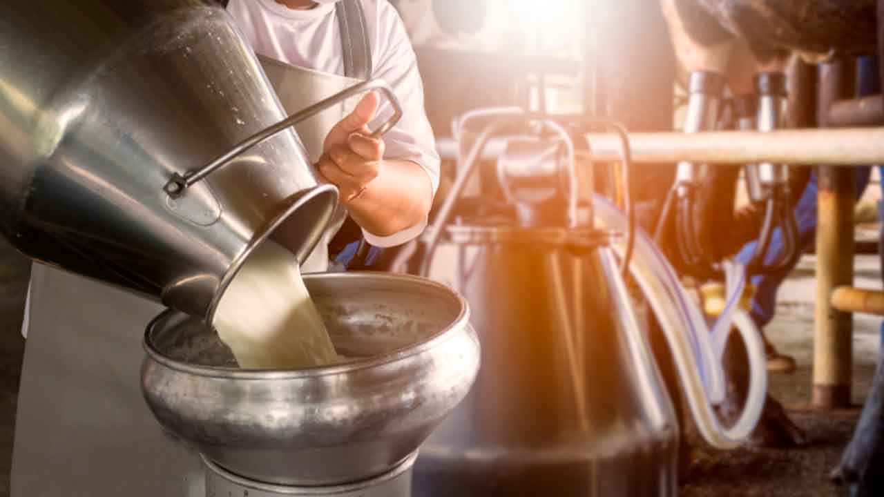 Como aumentar a produção de leite? | Arenales