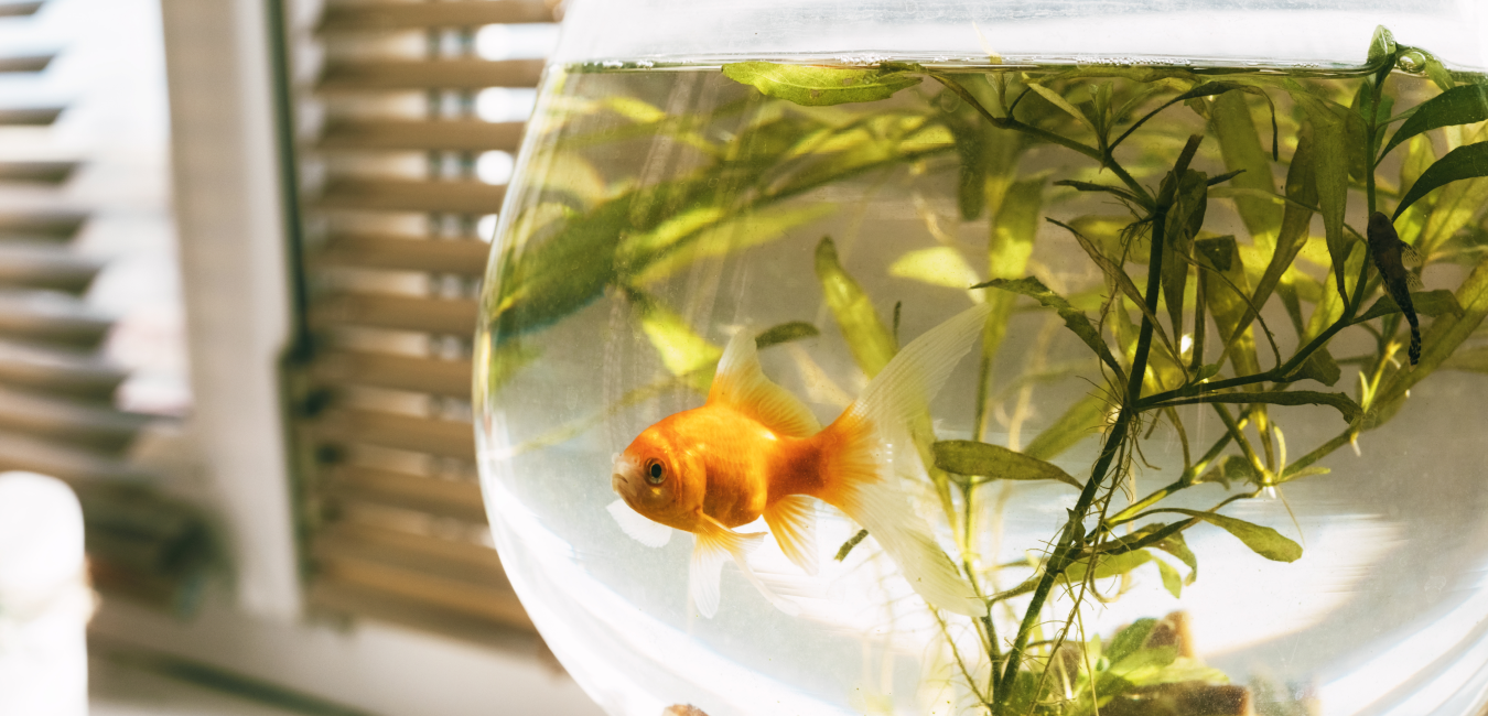 4 Curiosidades sobre Peixes para Aquário Pequeno
